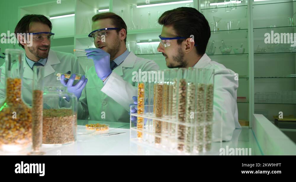 Researchers Work with Bio Seeds Quality Control Laboratory Agriculture ...
