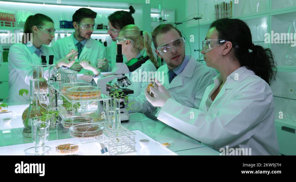 Scientist Biologist Team Working Select Seeds Samples Laboratory ...