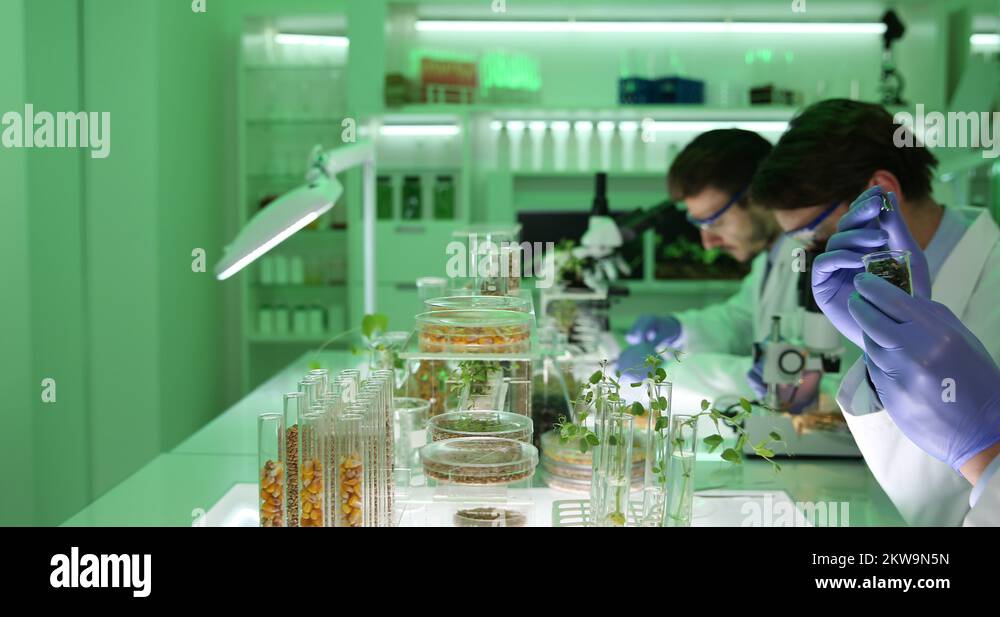 Gmo plants Stock Videos & Footage - HD and 4K Video Clips - Alamy