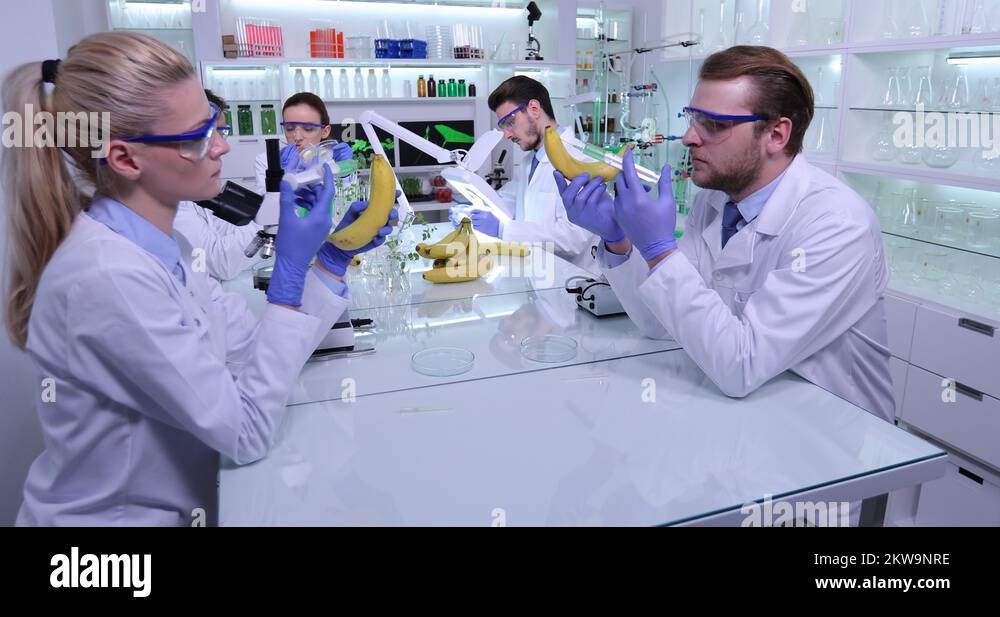 Researchers Team Work with Genetically Modified Food Bananas Fruits Research Lab Stock Video ...