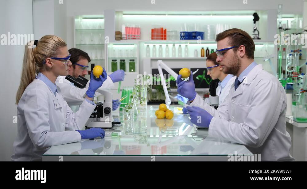 Agriculture Researchers Examining Injects Lemon Fruit Biochemistry ...