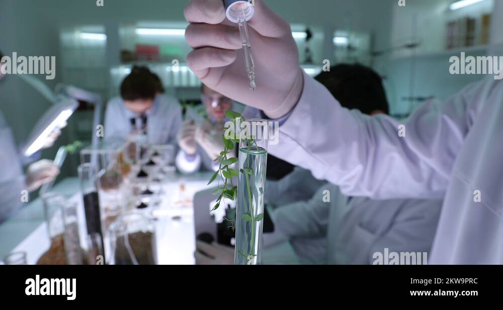 Organic Agriculture Laboratory Activity Biologists Team Work on Plants ...