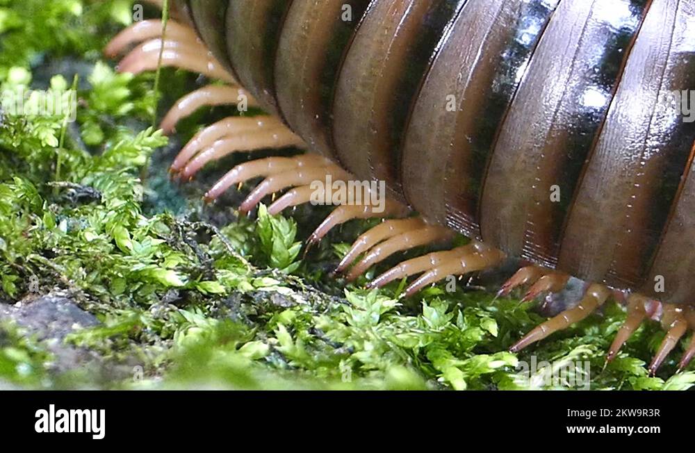 Millipede legs Stock Videos & Footage - HD and 4K Video Clips - Alamy