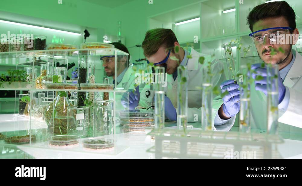 Team of Researchers in Laboratory Analyzes Soil Seeds Plants ...