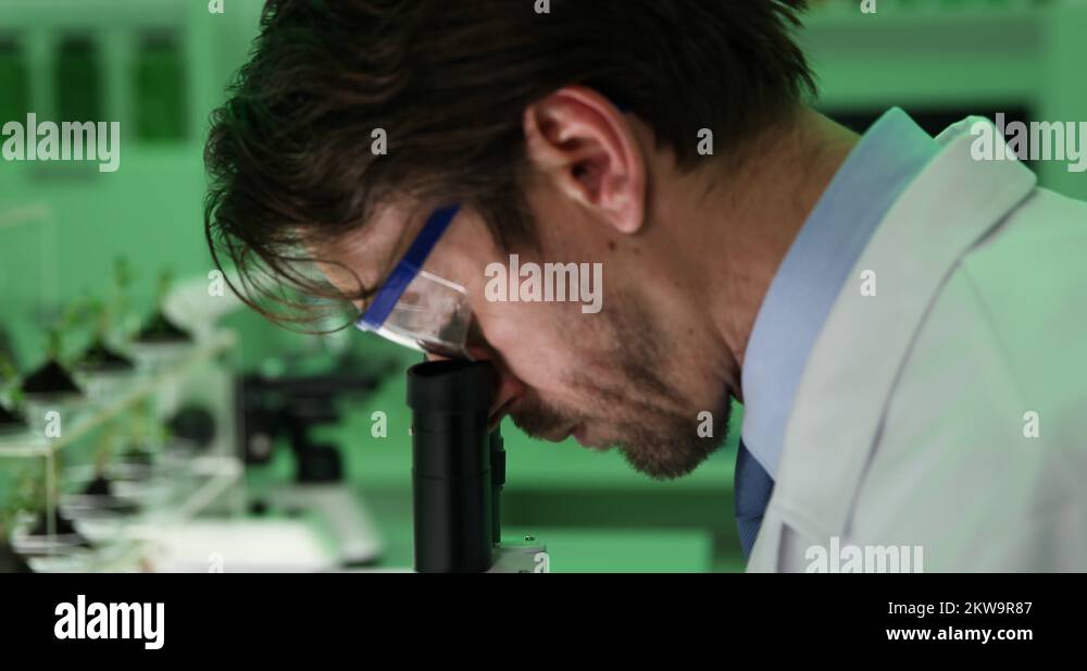 Botanist Researcher Examining Beans Seeds Looking into Microscope Bio ...
