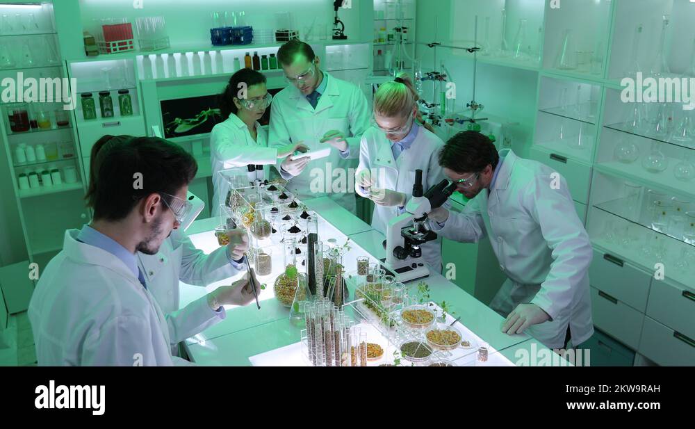 Biologist Researchers Team Work Select Seeds Samples Laboratory Quality ...