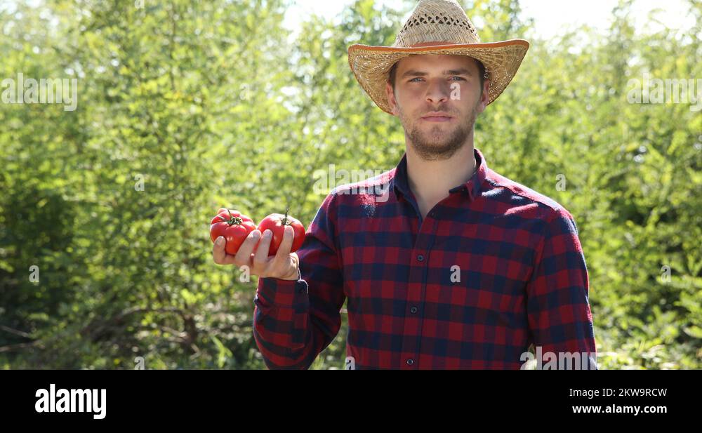 Handsome Peasant Man Holding Red Pepper Vegetables Show Ok Sign Bio ...