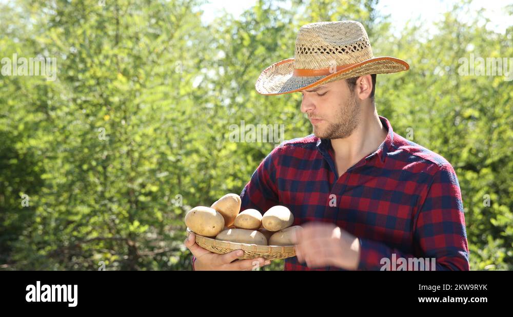 Agriculturist Man Hold and Check Brown Potato Show Thumb Up Sign Bio ...