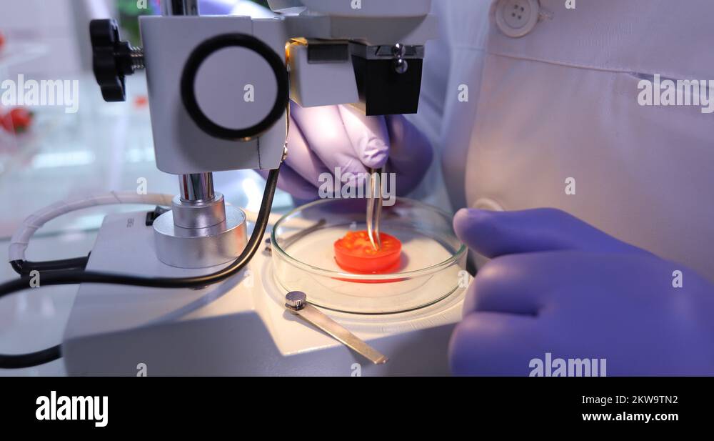 Biologists Researcher Team Work Microscopic Test on Tomato Vegetables ...