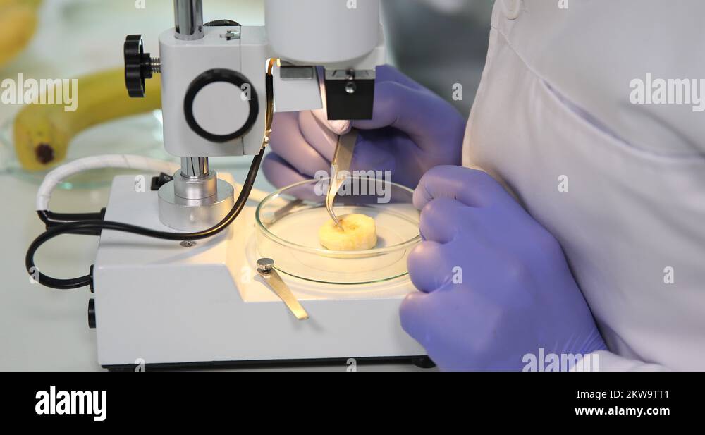 Food laboratory fruit Stock Videos & Footage - HD and 4K Video Clips ...