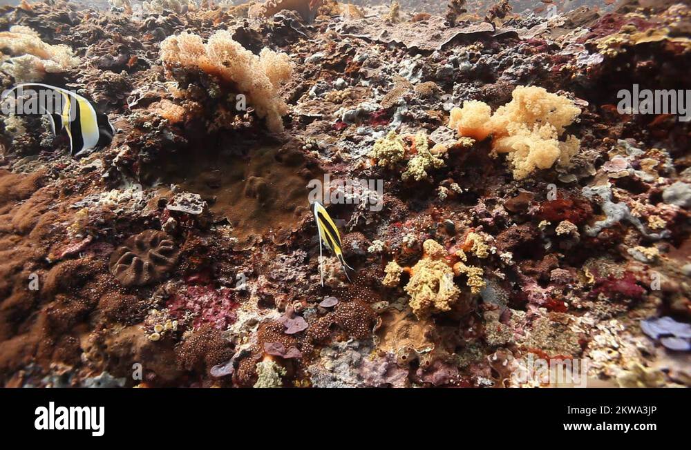 Coral reef fish nature Stock Videos & Footage - HD and 4K Video Clips ...