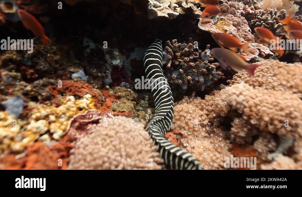 Eel hunting Stock Videos & Footage - HD and 4K Video Clips - Alamy