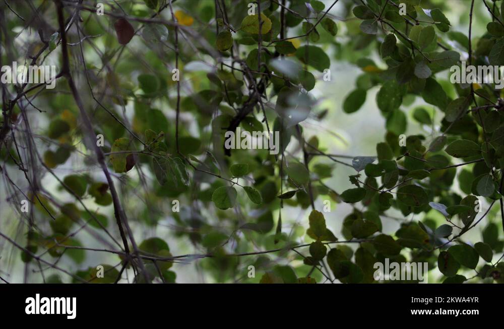 Light dappled leaves Stock Videos & Footage - HD and 4K Video Clips - Alamy