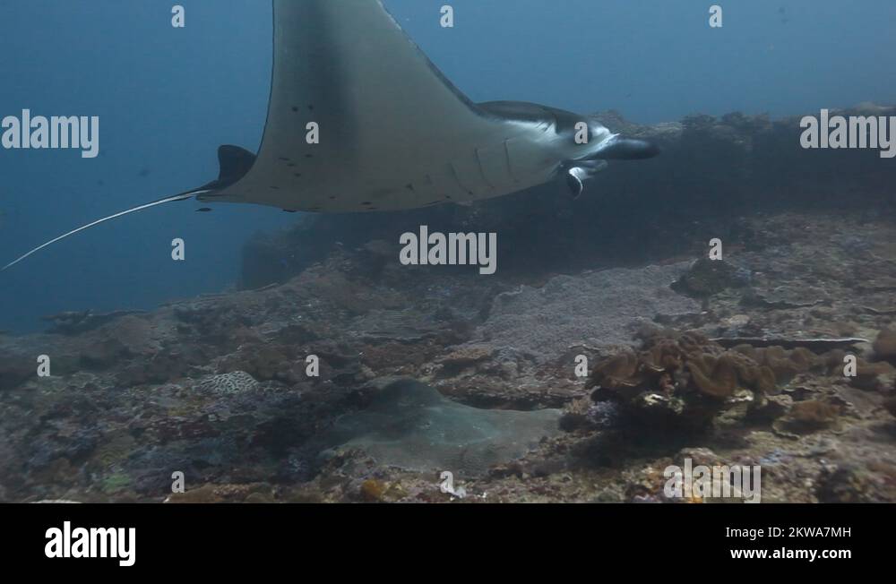 Manta ray swimming over cleaning station Stock Video Footage - Alamy