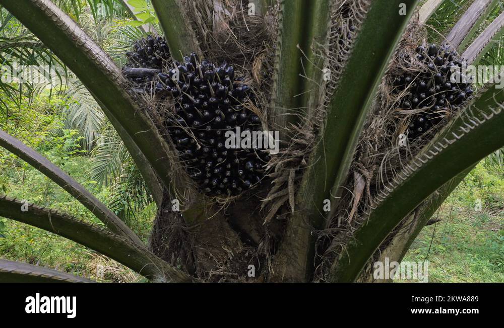 Palm Oil production industry in Asia. Close up view of Oil Palm tree ...