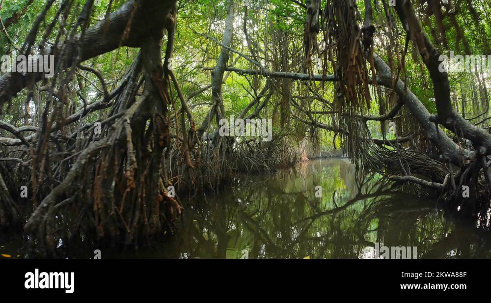 Mangroves massive root system exposed in low tide. River channel in ...