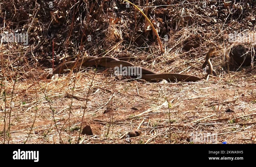 Zoo snakes india Stock Videos & Footage - HD and 4K Video Clips - Alamy
