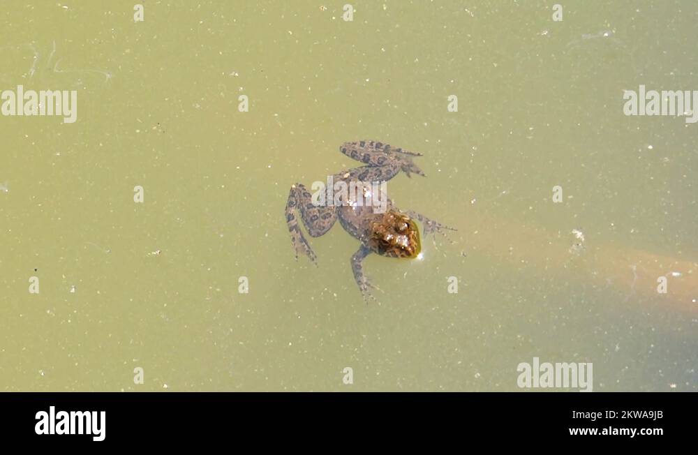 Frog gate Stock Videos & Footage - HD and 4K Video Clips - Alamy