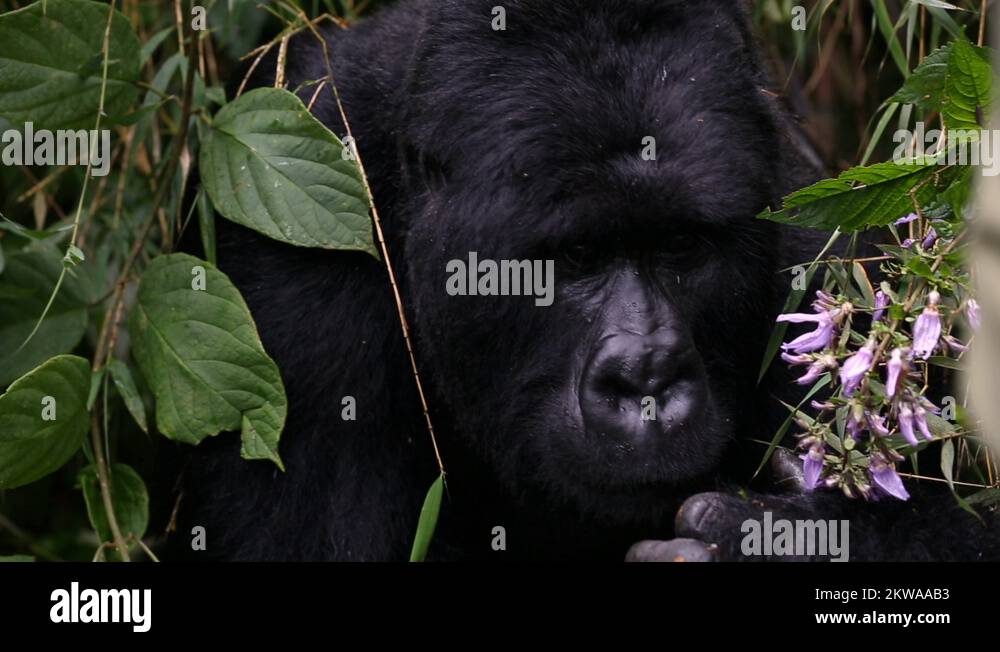 Silverback jungle Stock Videos & Footage - HD and 4K Video Clips - Alamy