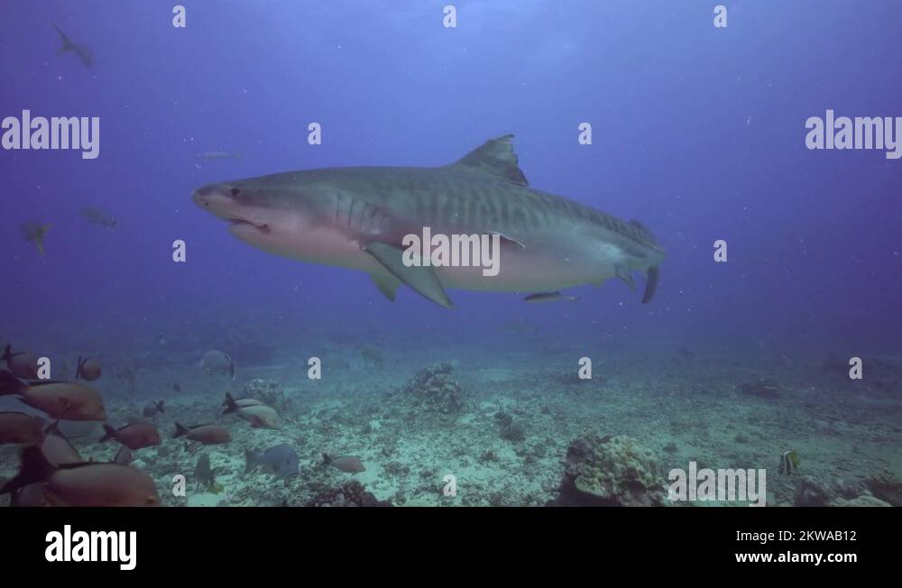 tiger shark approaches and leaving the frame Stock Video Footage - Alamy