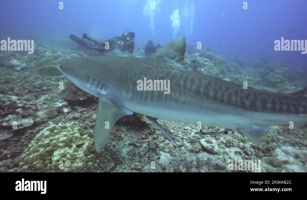 Intruiging tiger shark checks the camera of a scuba diver Stock Video ...
