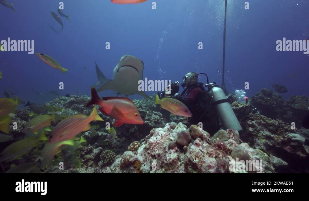 scuba diver takes pictures of a close passing tiger shark Stock Video ...