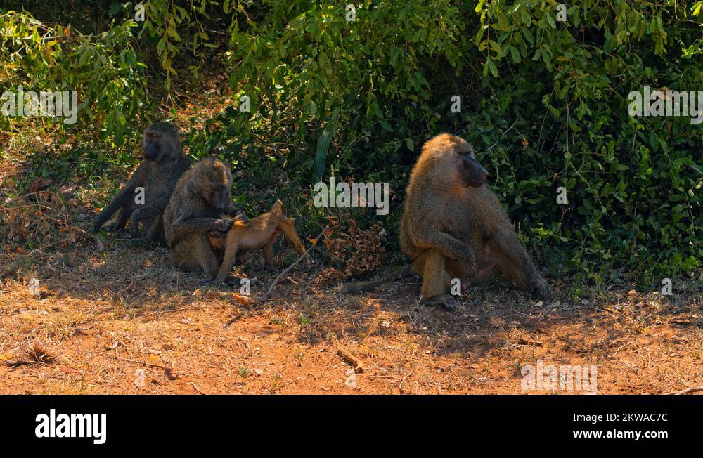 Baby baboons feeding Stock Videos & Footage - HD and 4K Video Clips - Alamy