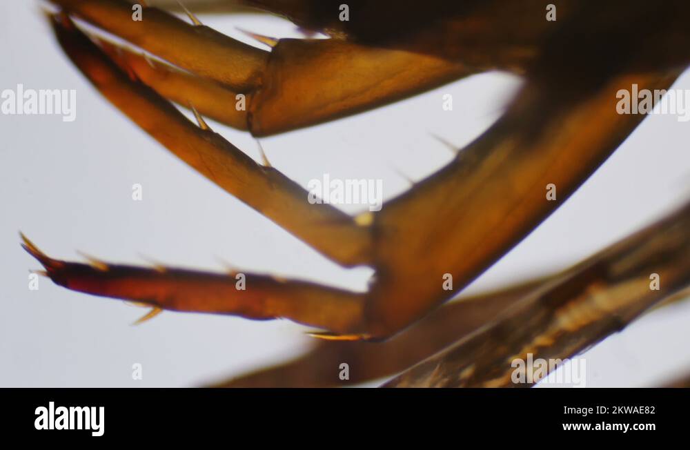 Venom claws Stock Videos & Footage - HD and 4K Video Clips - Alamy