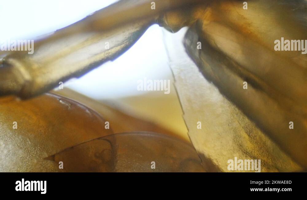 Freshwater centipede leg under the microscope Stock Video Footage - Alamy