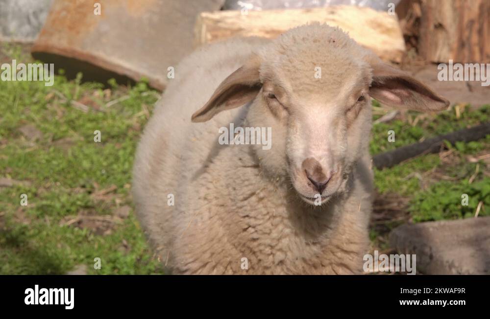 Young farm sheep Stock Videos & Footage - HD and 4K Video Clips - Alamy