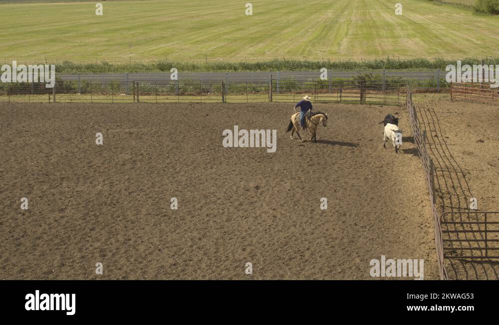 Cow cowboy lasso Stock Videos & Footage - HD and 4K Video Clips - Alamy