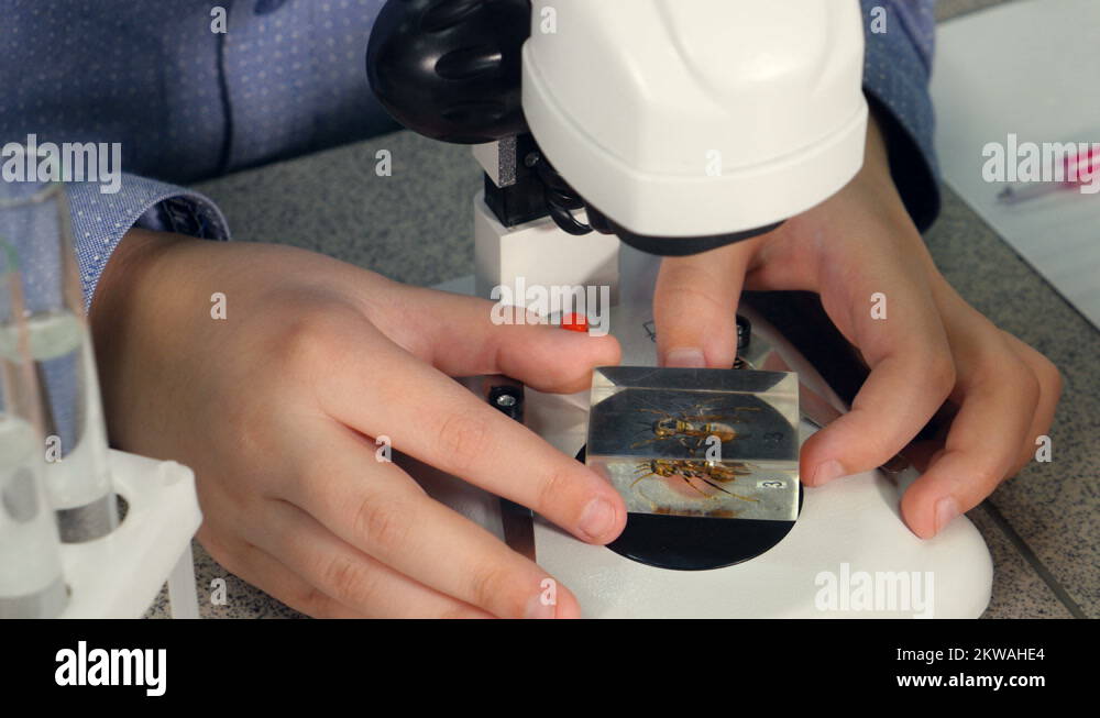 Biology explore Stock Videos & Footage - HD and 4K Video Clips - Alamy