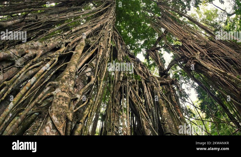 Evergreen banyan tree Stock Videos & Footage - HD and 4K Video Clips ...