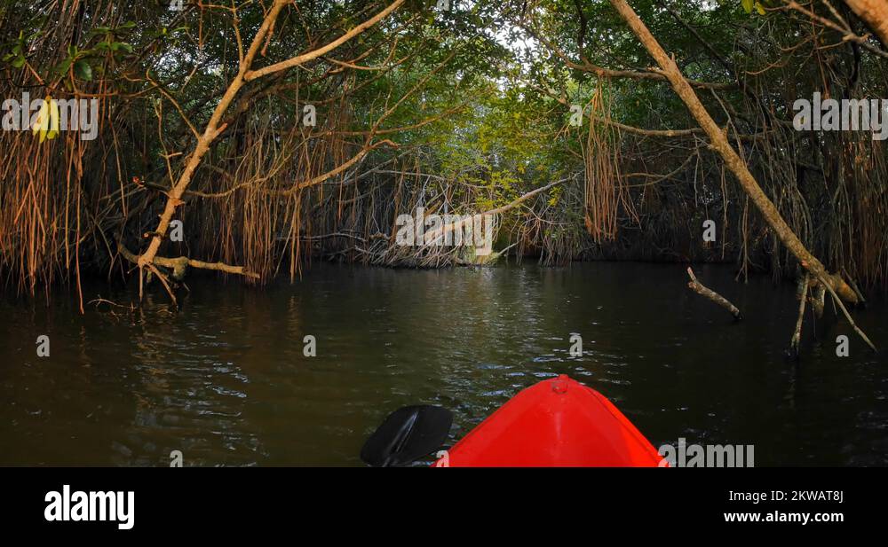 Canoe in swamp forest Stock Videos & Footage - HD and 4K Video Clips ...