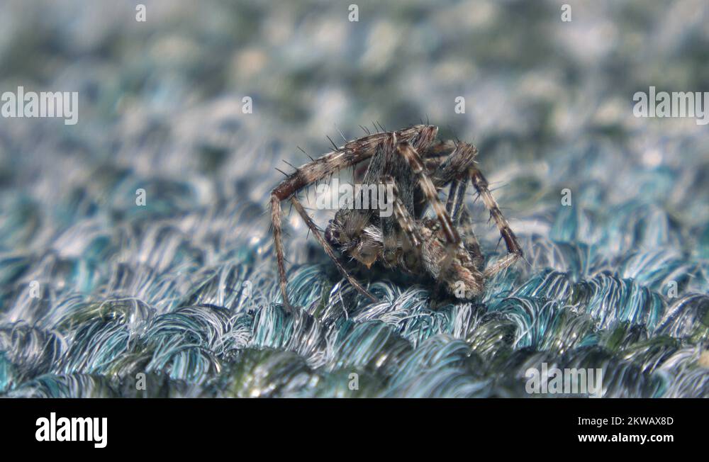 Carpet spider Stock Videos & Footage - HD and 4K Video Clips - Alamy