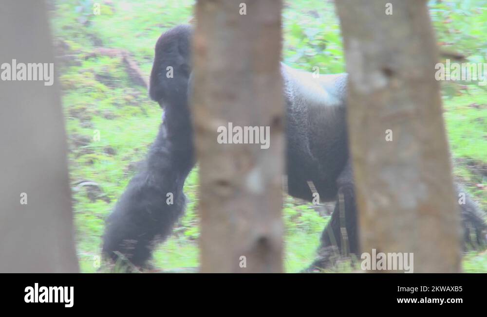 Silverback male mountain gorilla gorilla Stock Videos & Footage - HD ...