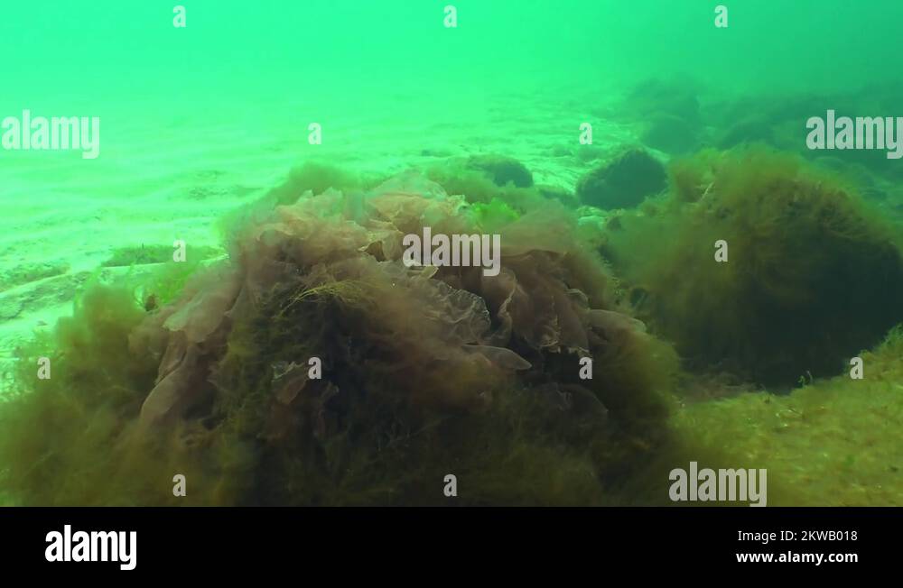 Fragile flora and fauna Stock Videos & Footage - HD and 4K Video Clips ...