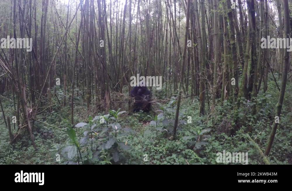 Silverback gorilla in bamboo forest, 4K Stock Video Footage - Alamy