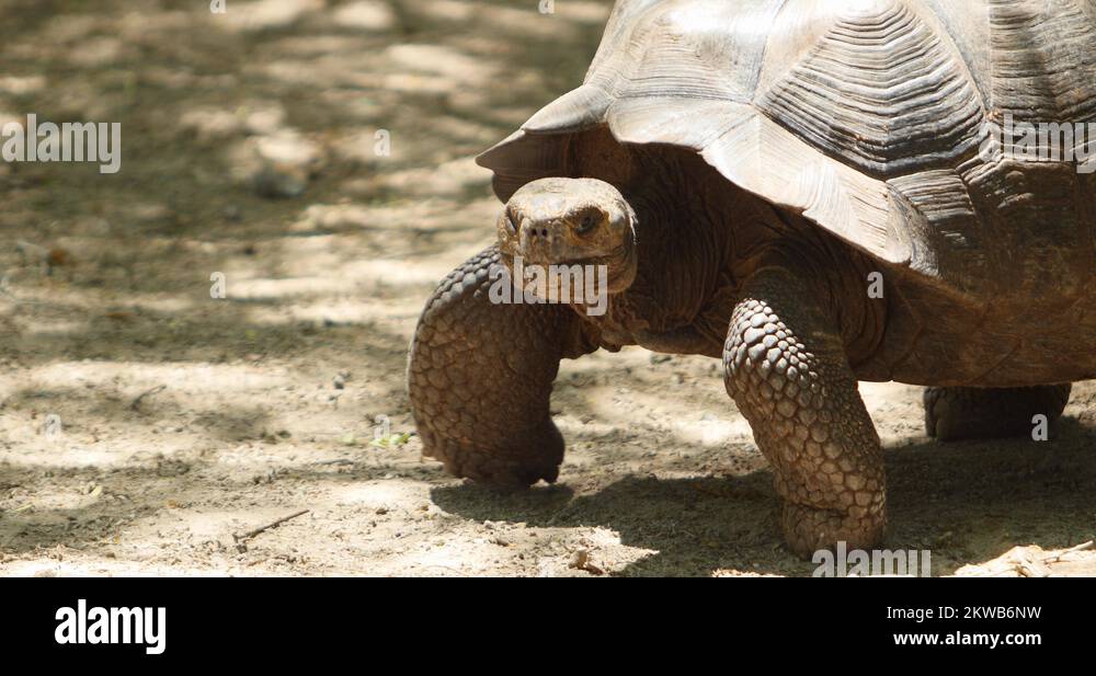 Galapagos Giant Tortoise walking, endemic specie of the Isabella Island ...