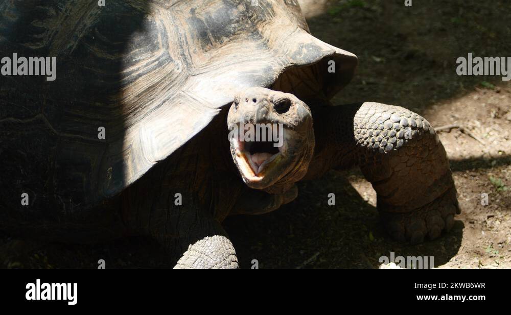 Endemic endangered giant tortoise face head Stock Videos & Footage - HD ...