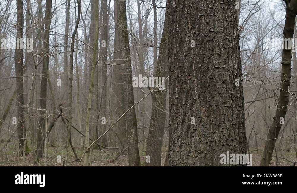 Arrow tree Stock Videos & Footage - HD and 4K Video Clips - Alamy