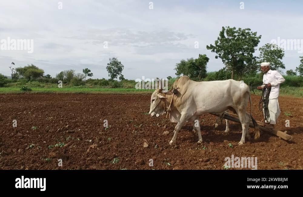 India man ploughing field in Stock Videos & Footage - HD and 4K Video ...