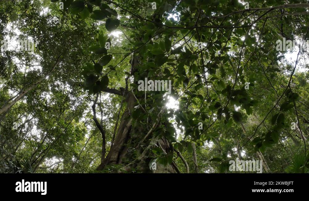 Wild fig tree buttress root rainforest ecosystem natural forest Stock ...