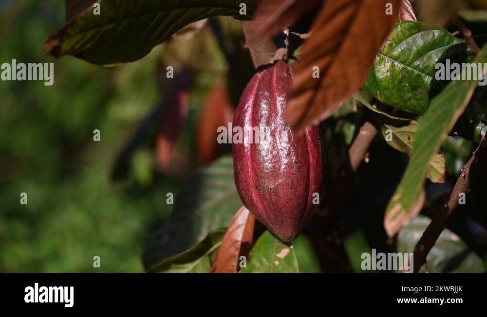 One red cocoa pod Stock Videos & Footage - HD and 4K Video Clips - Alamy