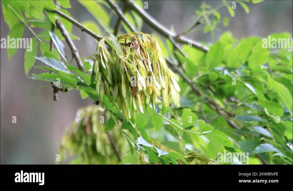Fraxinus excelsior keys Stock Videos & Footage - HD and 4K Video Clips ...