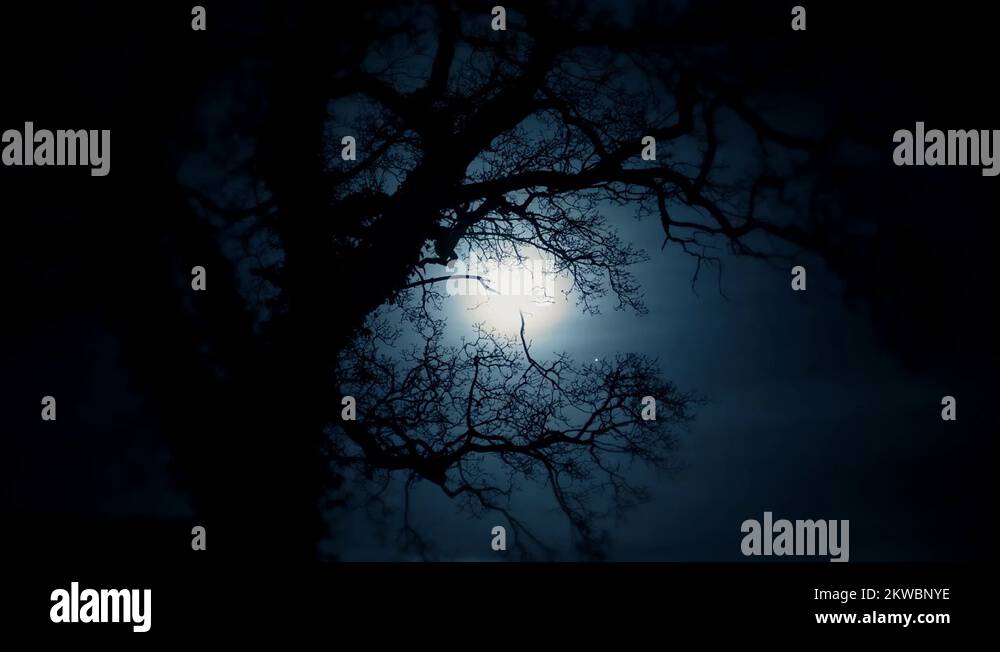 Oak tree and moon Stock Videos & Footage - HD and 4K Video Clips - Alamy