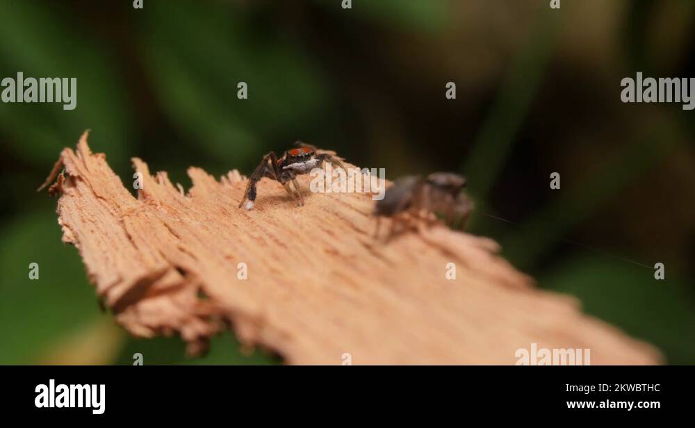 Spider Mating Stock Videos And Footage Hd And 4k Video Clips Alamy