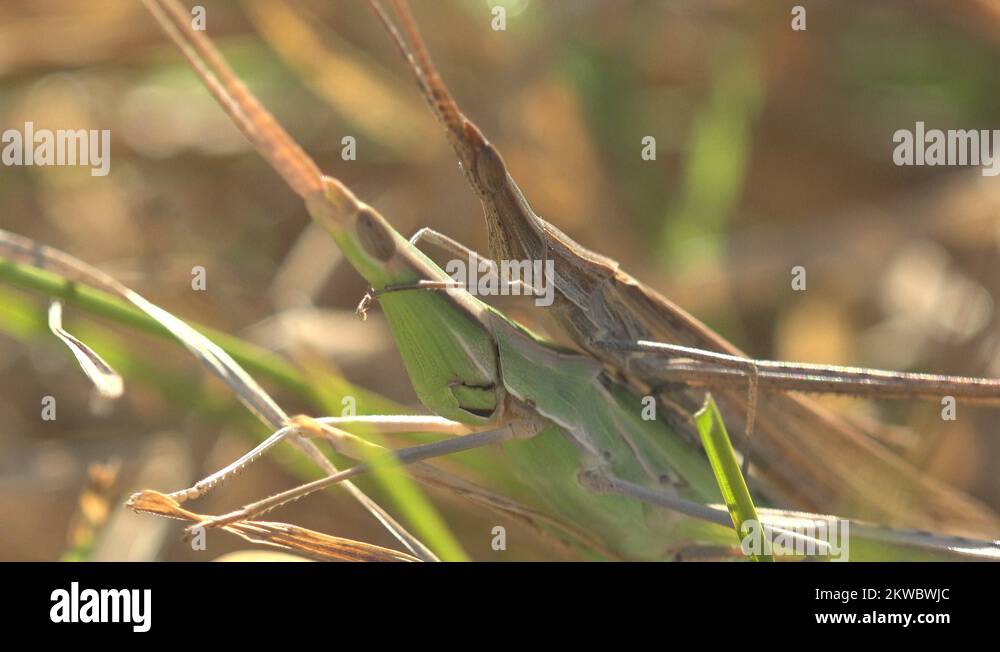 Two insects order orthoptera Stock Videos & Footage - HD and 4K Video ...