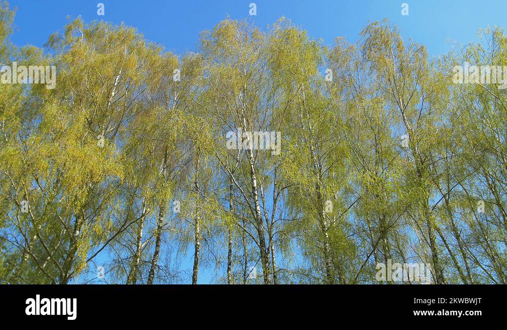 Sunny weather vertical Stock Videos & Footage - HD and 4K Video Clips ...