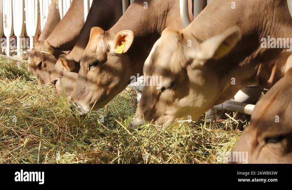 Cattle breeding Stock Videos & Footage - HD and 4K Video Clips - Alamy